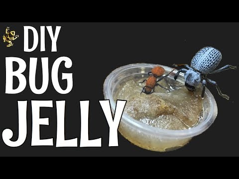 Care Sheet: How to keep Blue Death-Feigning Beetles (Asbolus verrucosus ...