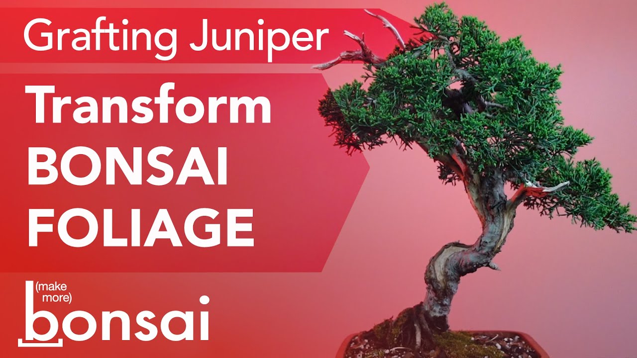 See a Juniper Bonsai Get a Whole New Look!