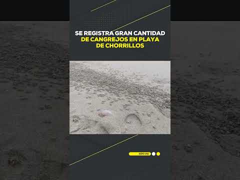 🔴 Se registra una gran cantidad de cangrejos en la playa La Herradura en Chorrillos #SHORTRPP