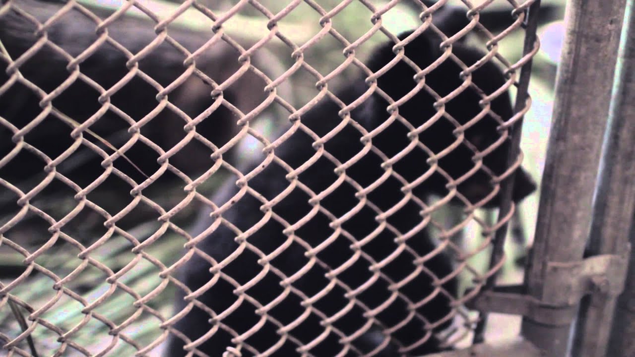 Baby Florida Black Bear Crying