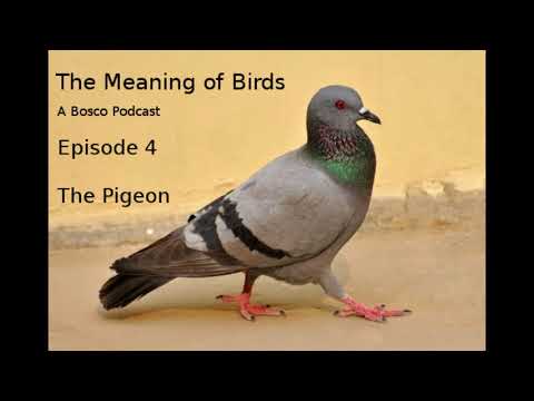 The Pigeon - The Meaning of Birds episode 4
