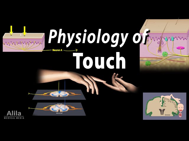 Understanding the Physiology of Touch: Receptors and Pathways | Galaxy