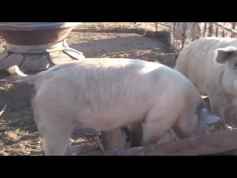Introducing the Mangalitsa Pig!