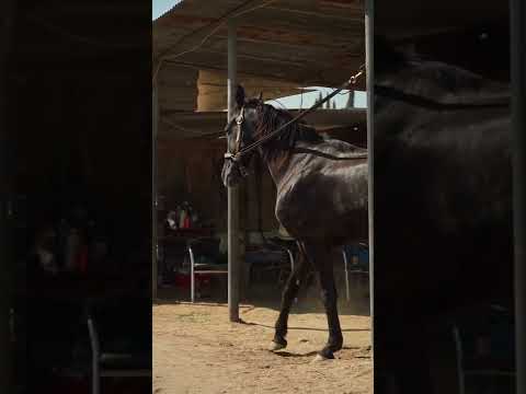 This is why horses are so funny | Amazing animals