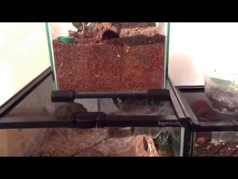 Tarantula Poem Challenge fromTarantula Chronicles ACCEPTED :D