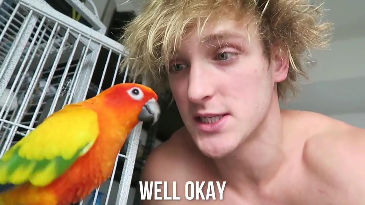 MAVERICK THE PARROT COMPILATION