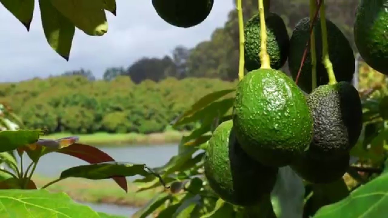 Genuinely Southern Forests Avocados