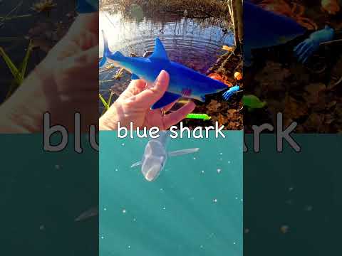 Learn Sea Animal Names for Kids at the Pond: Manta Ray Whale Blue Shark Lobster #SpringOnYouTube
