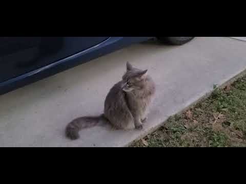who let the cats out?