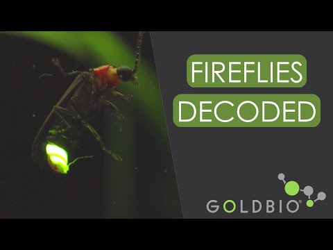 What do Firefly Flashes Mean?