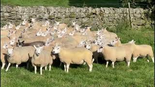 Sheep for Sale & Wanted | Border Livestock Exchange