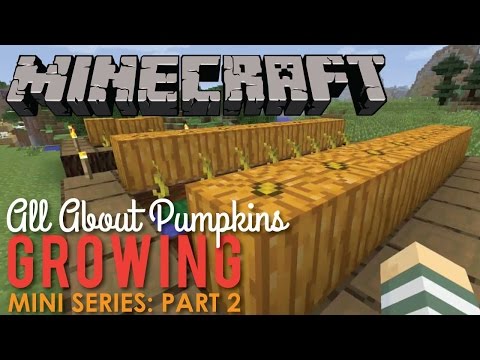 All About Growing Pumpkins in Minecraft, Part 2