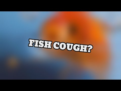 Fish cough? | 20 Quirky Facts – Ministry of Facts