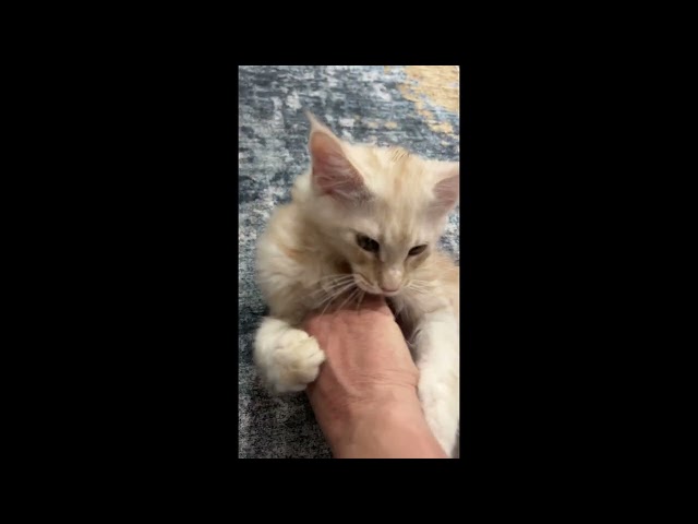 Purebred Maine Coon Kittens! | Cats & Kittens for Rehoming ...