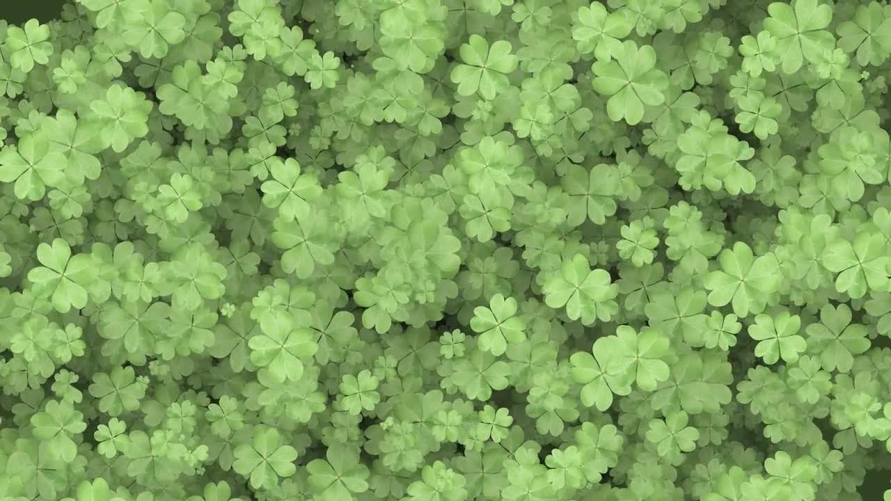 Four Leaf Clover Background Stock Motion Graphics