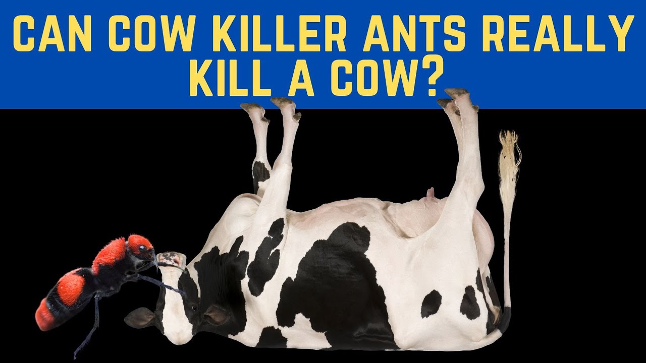 Ca﻿n COW KILLER ANTS Really Kill A Cow?