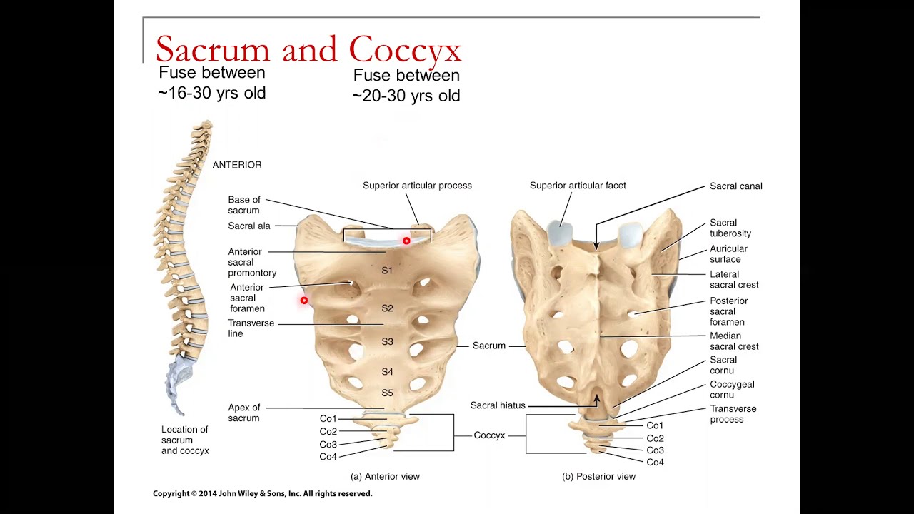 Understanding the Sacrum, Coccyx, and Thoracic Cage: Anatomy Insights | Galaxy.ai
