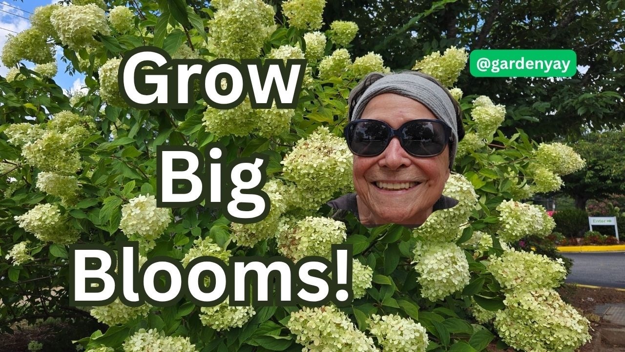 Panicle Hydrangea Secrets  Best Varieties, Pruning and Container Tips