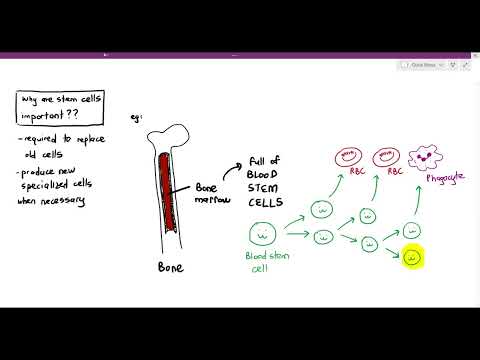 5-8 Stem Cells (Cambridge AS & A Level Biology, 9700)