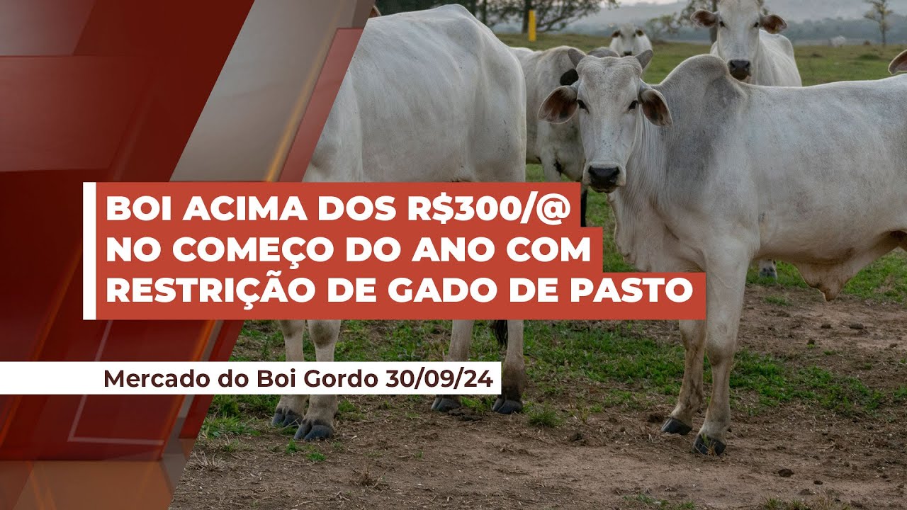 Atraso do boi a pasto deve promover nova rodada de alta no começo do ...
