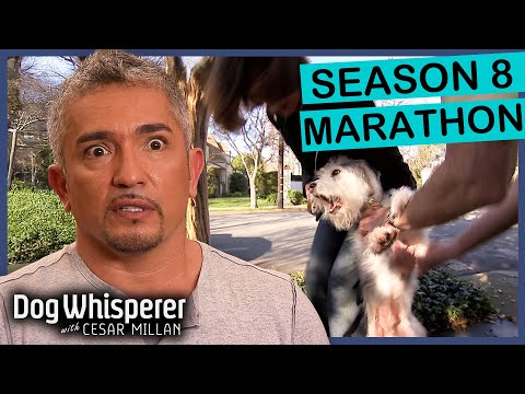 3 Hours of Dog Whisperer With Cesar Millan!