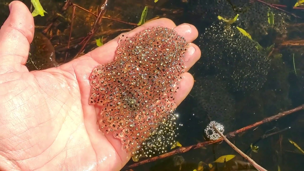 Leopard Frog Eggs & Tadpoles