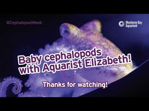 Baby Cephalopods with Aquarist Elizabeth! #CephalopodWeek