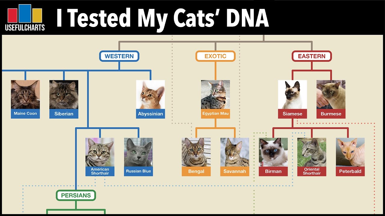 I Tested My Cats' DNA using BasePaws | Family Tree of Cat Breeds