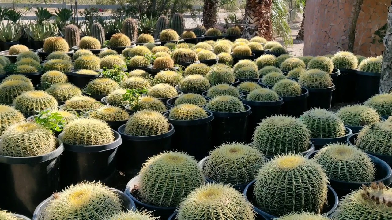 GDNC Nursery
