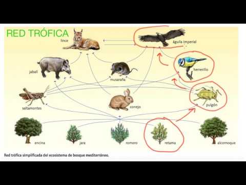 TOMi.digital - CADENAS Y REDES TRÓFICAS