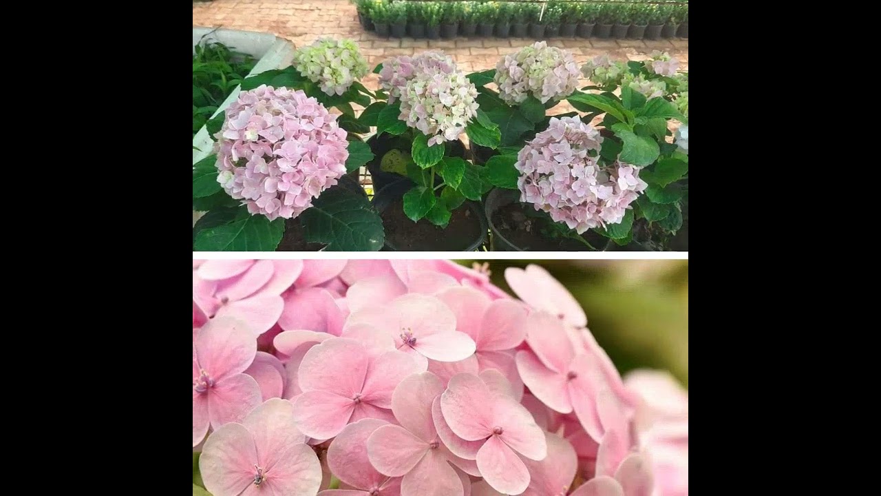 Enchanting Hydrangea Plant SALE@ padmamnursery.com