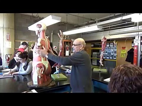 Human Anatomy Lab Muscular System II/Appendicular Muscles
