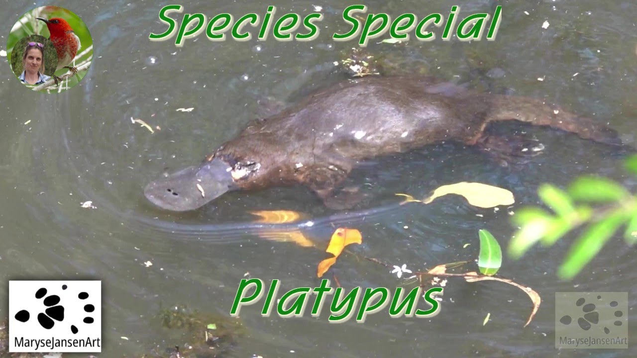Meet the Phenomenal Platypus - Species Special - Come for a walk in the Australian Bush Series