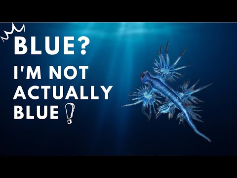 The Blue Dragon: A Majestic Sea Slug | #bluedragons