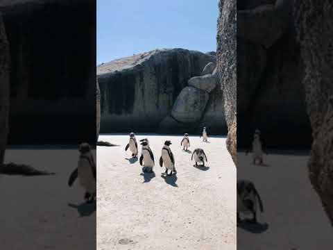 penguin group