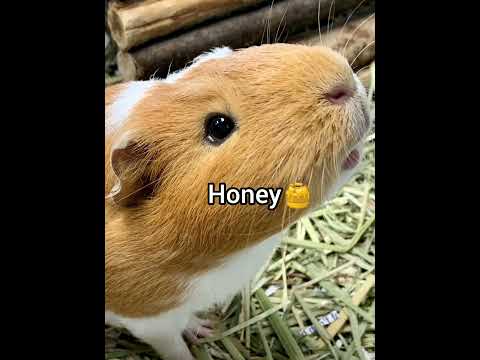 Cute names for guinea pigs/hamsters✨#song #guineapig #foryou #taylorswift #names #nameid