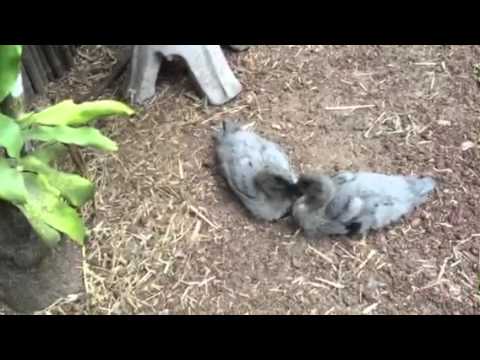 5 week old Blue Indian Runner Ducks