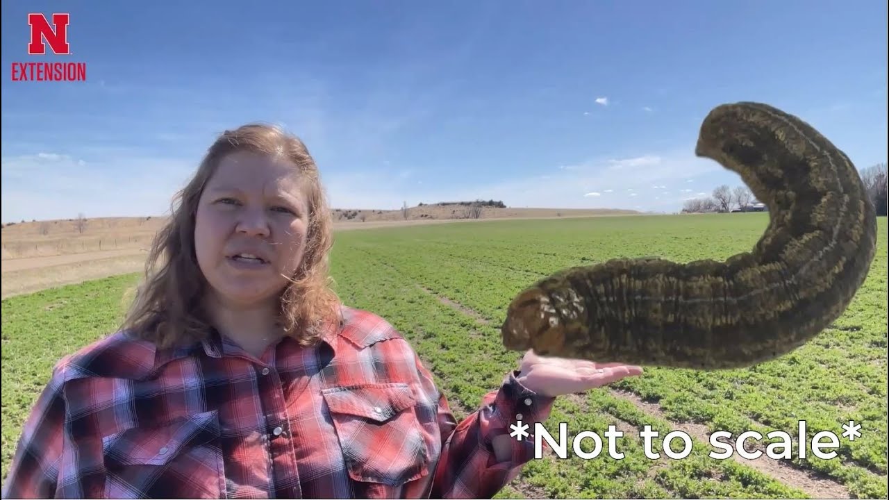 Army Cutworm | N Field Observations
