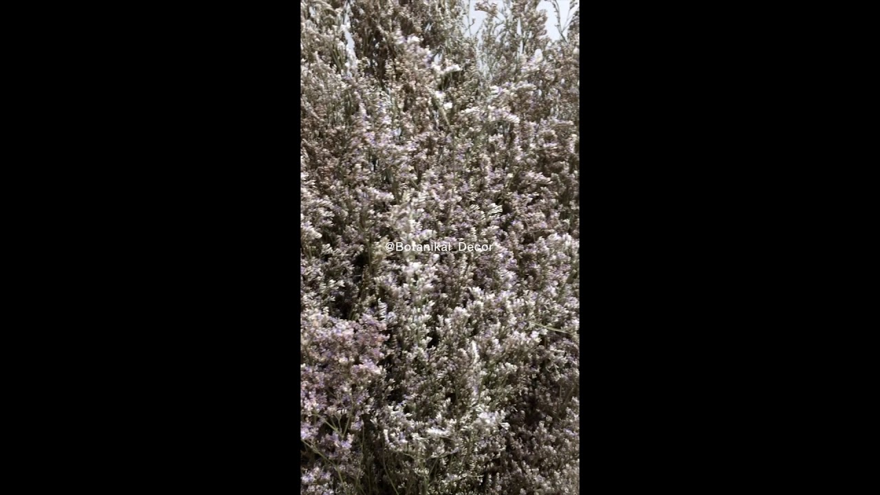 Dried Flower Caspea Lovergrass Reseller Grosir Bunga Kering Asli buket