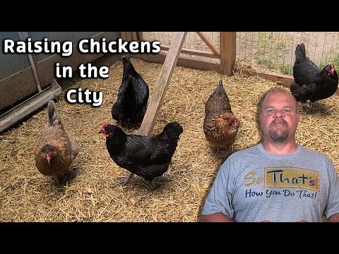 Raising Chickens in the City | Easy and Fun