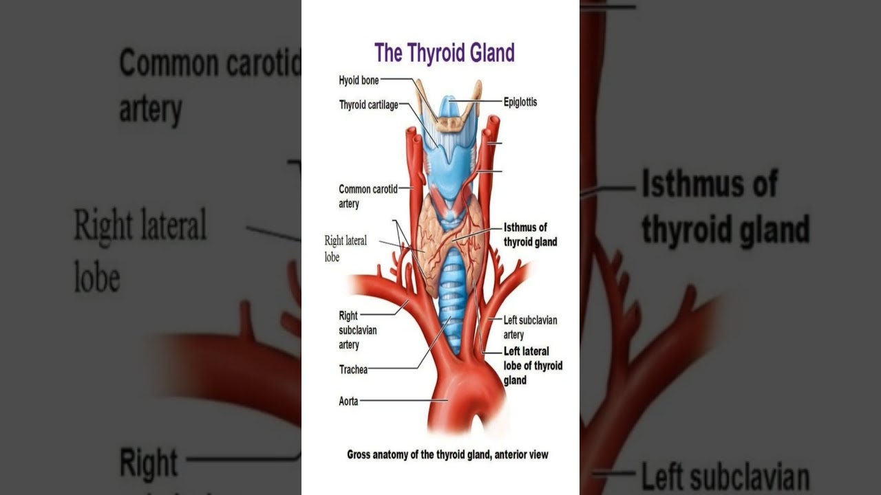 Thyroid Gland Anatomy Explained | Anterior View with Labeled Diagram