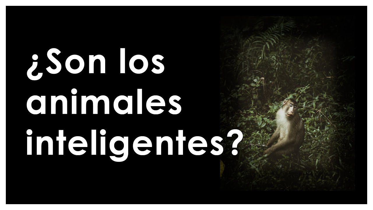 Ciencia | La INTELIGENCIA de los MONOS a prueba en TENERIFE (Experimentos Wolfgang Kohler)