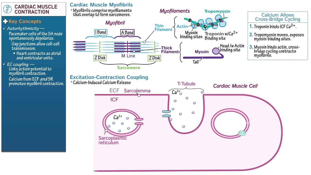 Understanding Cardiac Muscle Contraction: Mechanisms and Implications ...