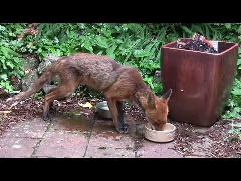 Bold Fox - Mange treatment diary (weeks 2/3)