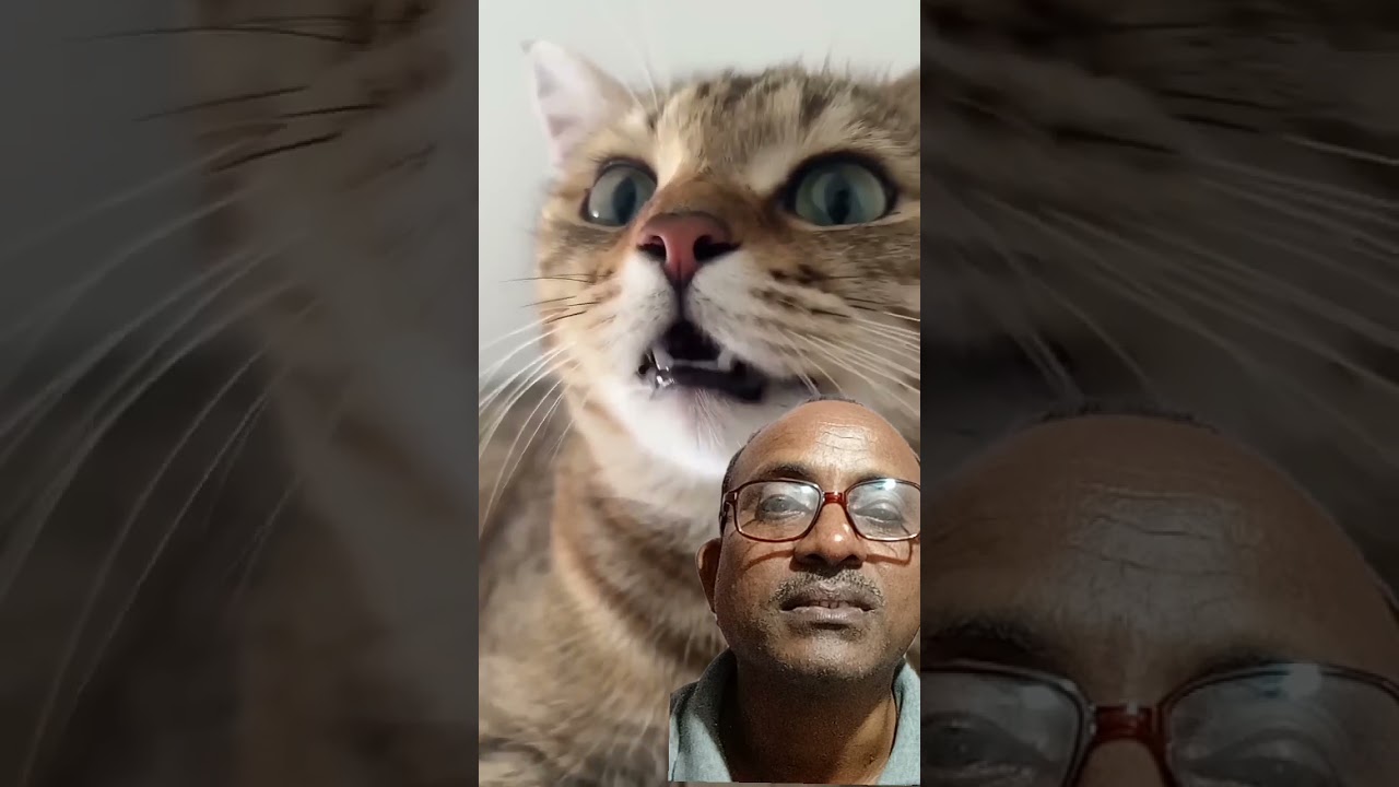 teaching my cat to play at home # Funny cat video #shorts# @Bingo Bingo.