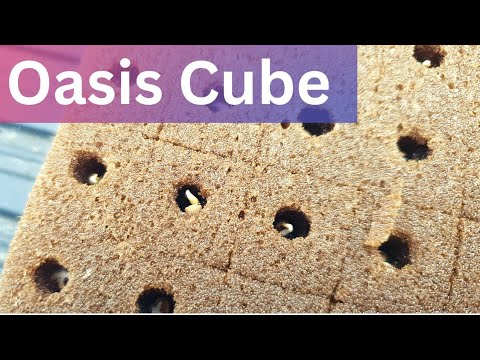 How to start lettuce seeds in Oasis cubes
