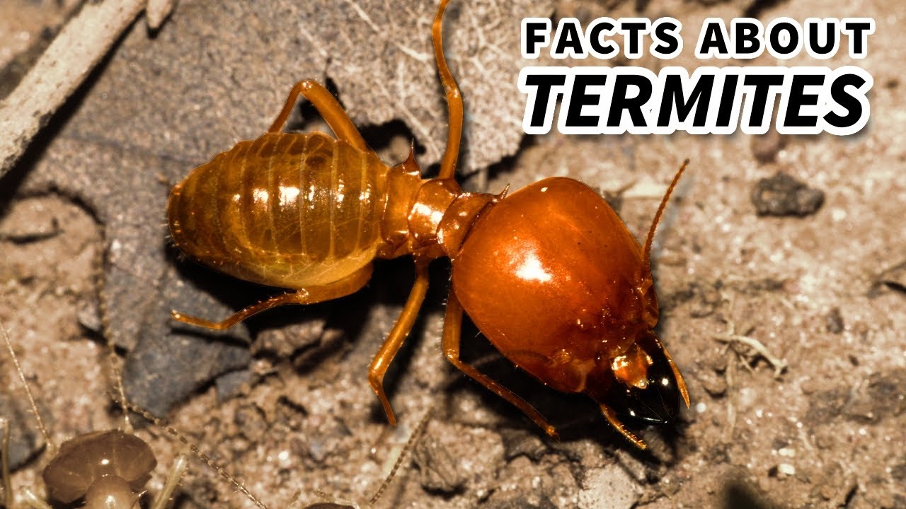 Termite Facts: COLONY ANIMALS | Animal Fact Files