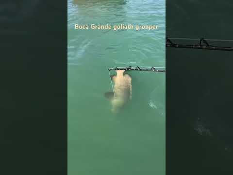 Boca Grande goliath grouper fishing is starting to fire up.
