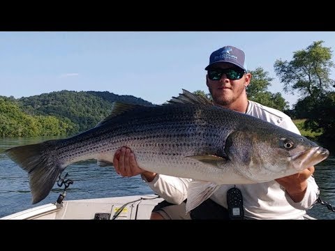 Looking for an unforgettable fishing adventure ? - Tennessee STRIPER & CATFISH Fishing Guide