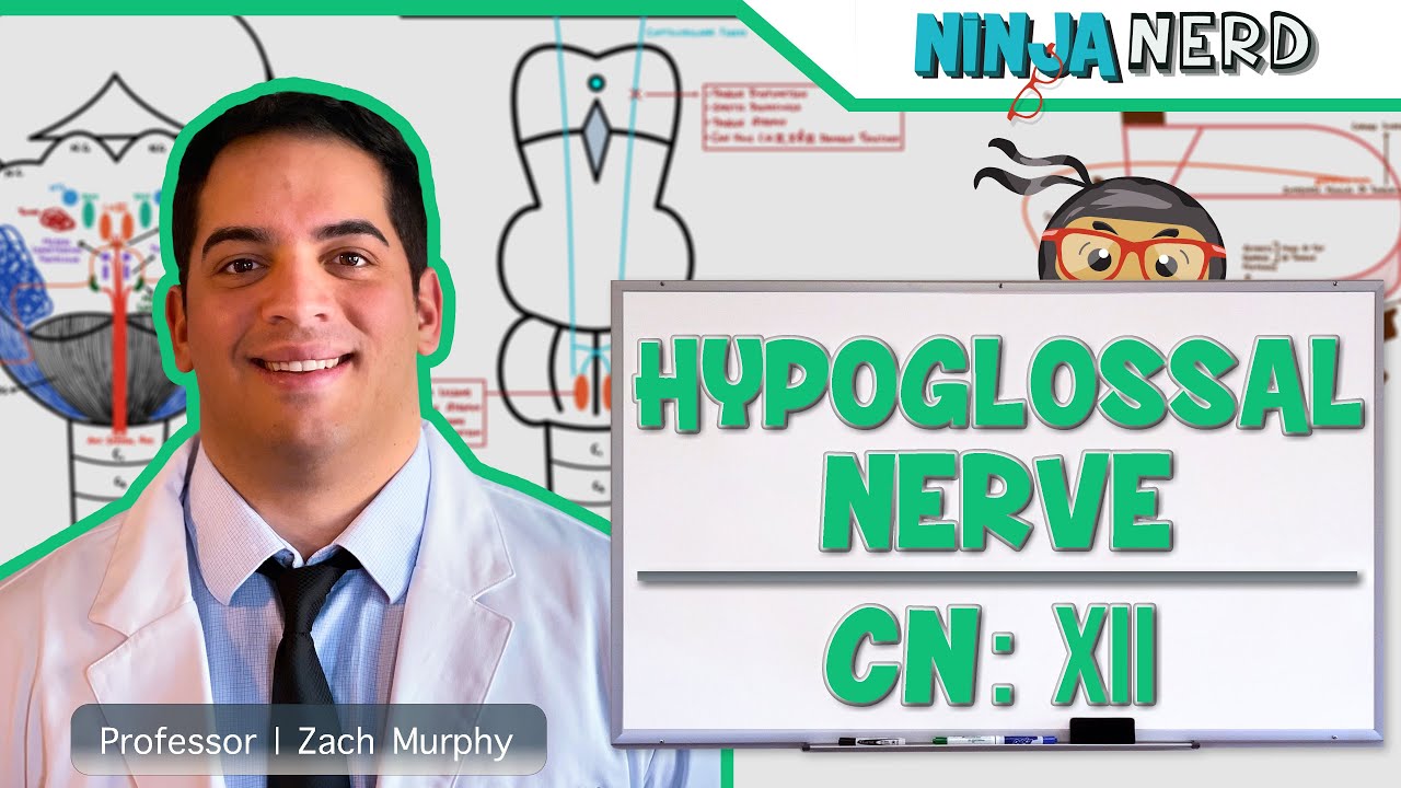 Neurology | Hypoglossal Nerve: Cranial Nerve XII